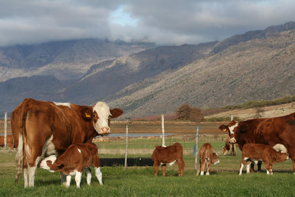Simmentalers - Koelfontein